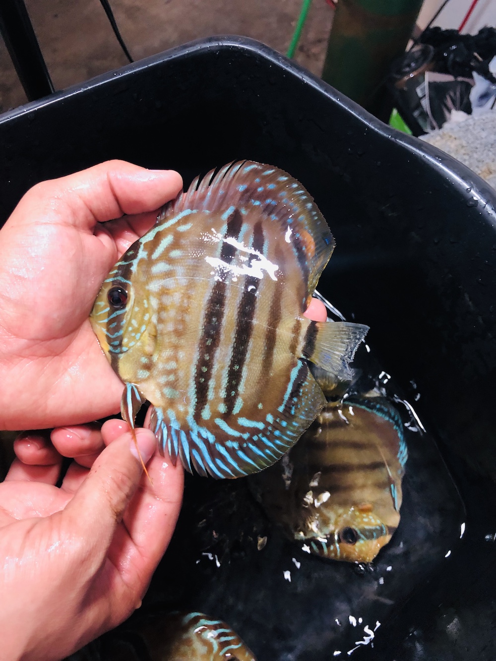 F1 Brazilian Heckel Discus | Discus.com