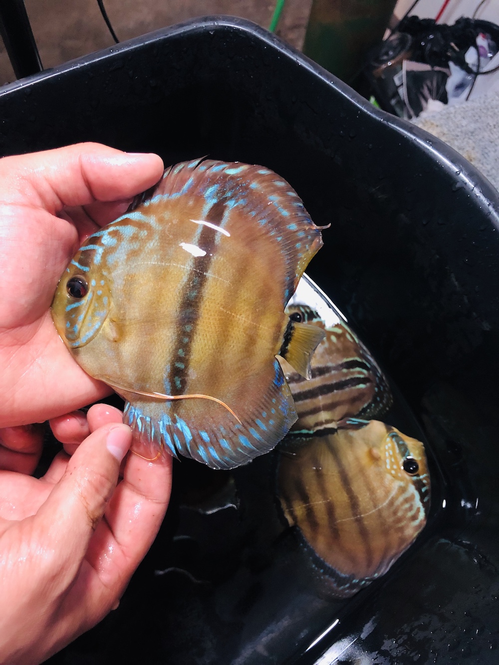 F1 Brazilian Heckel Discus | Discus.com
