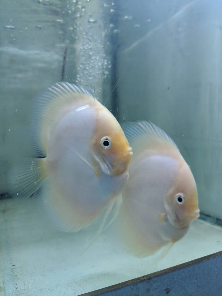 Snow White Discus, Proven Breeding Pair | Discus.com