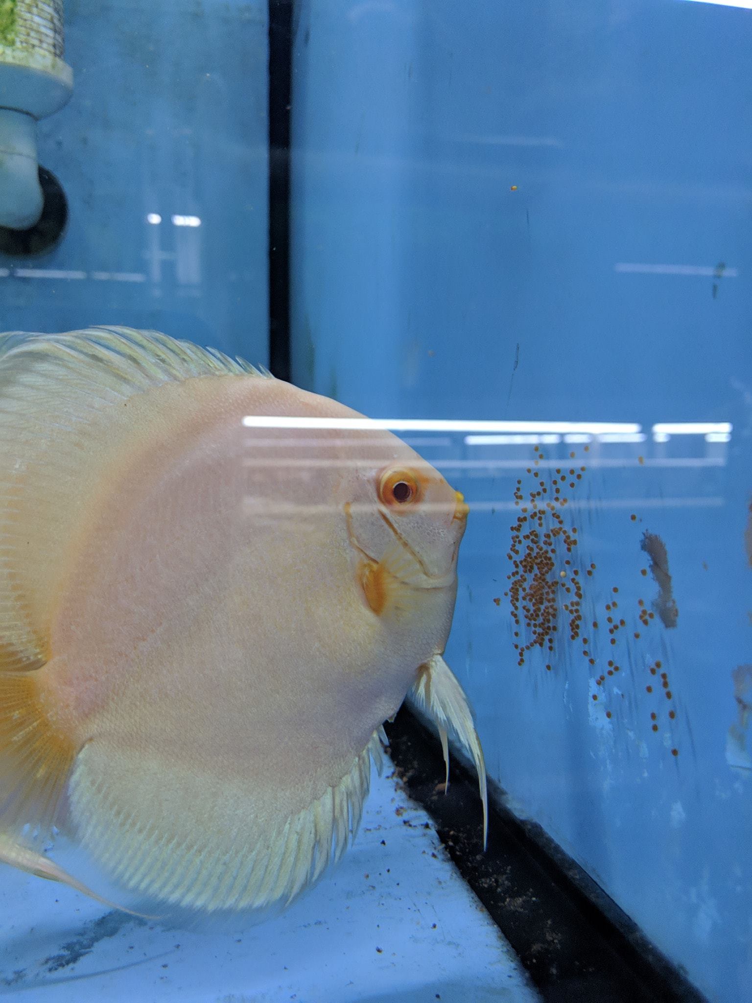 Albino Platinum Discus, Proven Breeding Pair | Discus.com