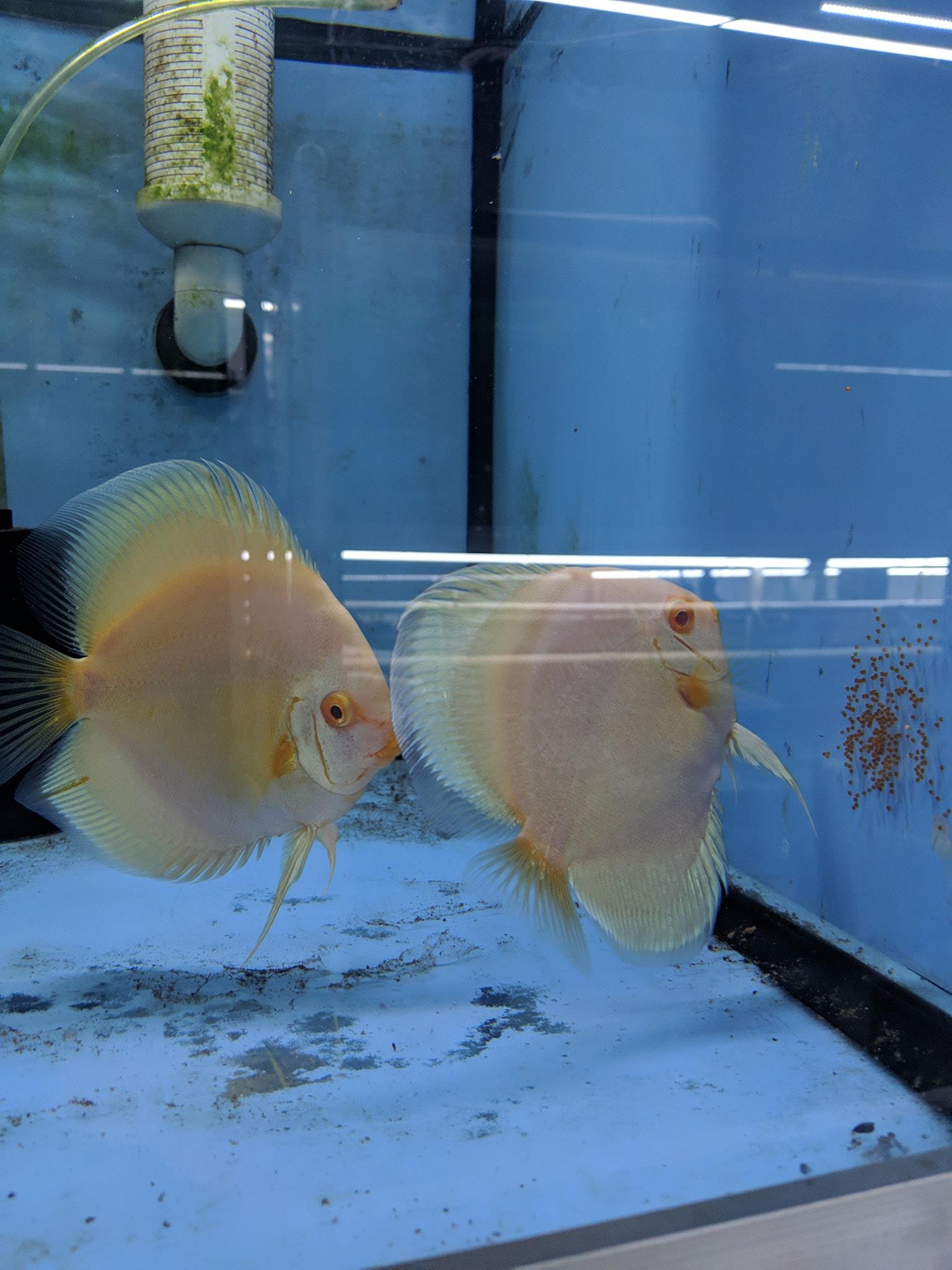 Albino Platinum Discus, Proven Breeding Pair | Discus.com