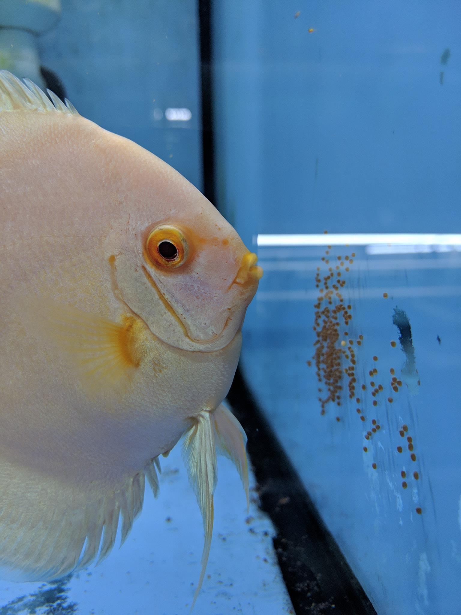 Albino Platinum Discus, Proven Breeding Pair | Discus.com