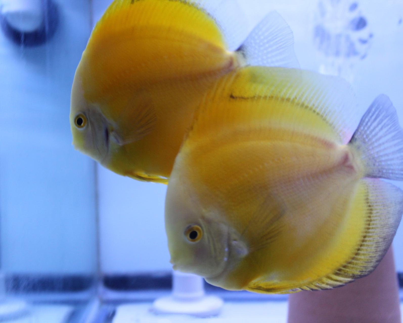 Golden Diamond Discus, Proven Breeding Pair – Discus.com