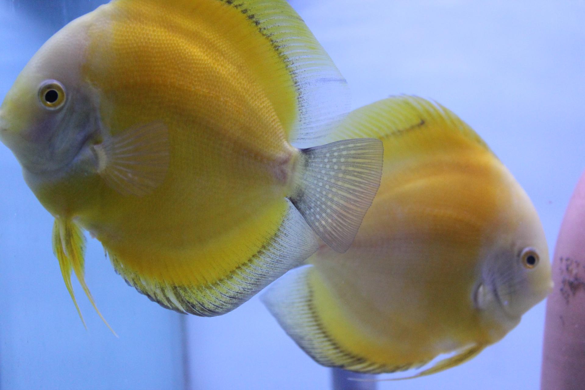 Golden Diamond Discus, Proven Breeding Pair | Discus.com