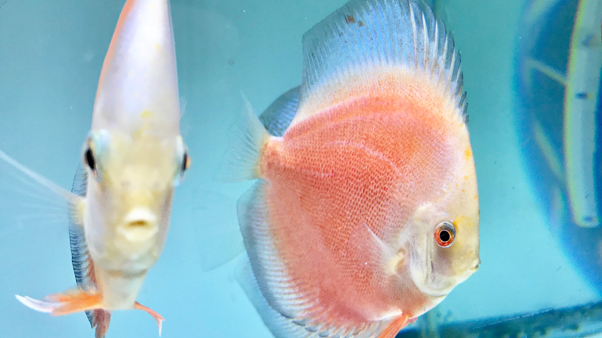 Snow Eruption Leopard Discus, Red Base – Discus.com
