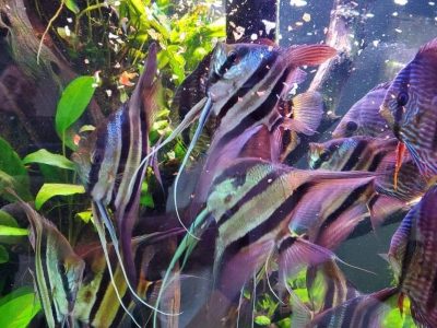 Discus Fish For Sale: Hybrid & Wild Strains | Discus.com