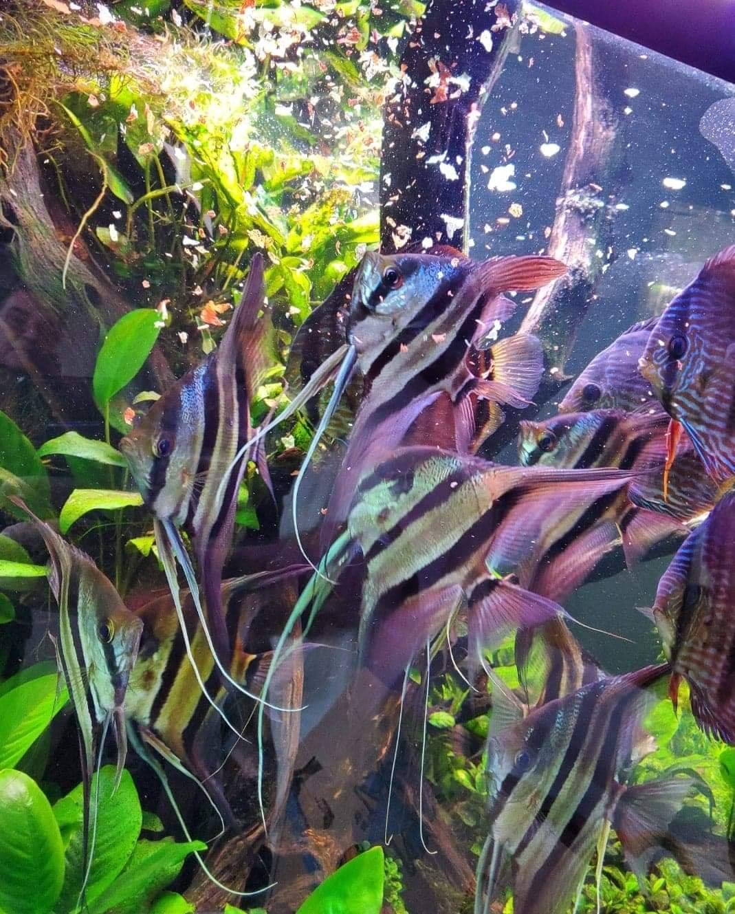 Altums, Wild-Caught Angels, Amazonian Angel Fish For Sale | Discus.com