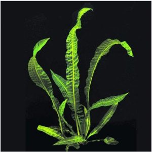 Aquarium Plants | Discus.com