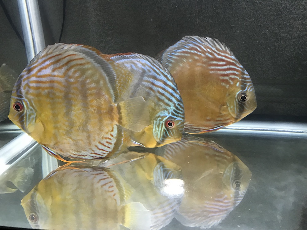 Wild Tefe Red-Spotted Green Discus | Discus.com