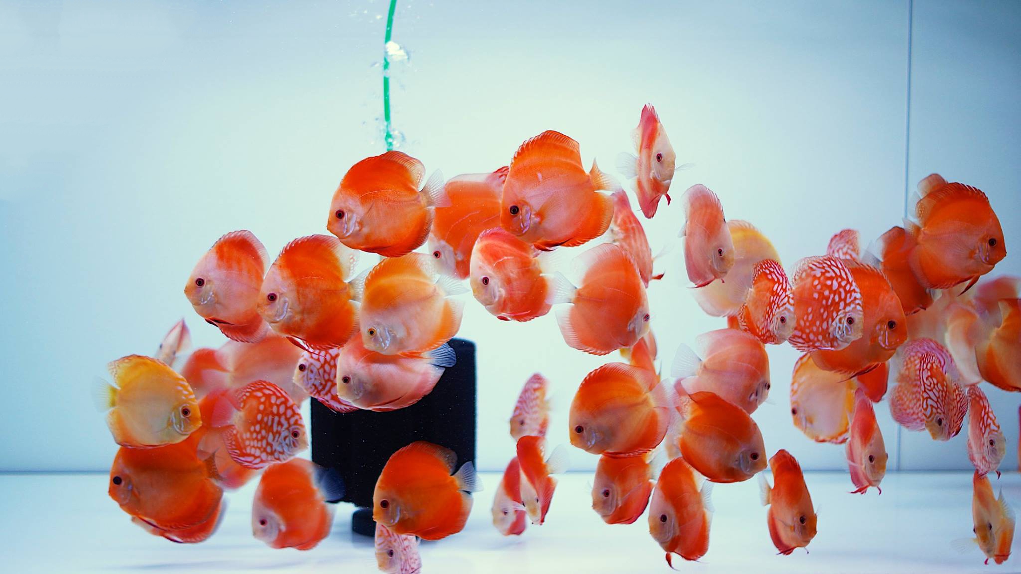 Golden Red Melon Discus | Discus.com