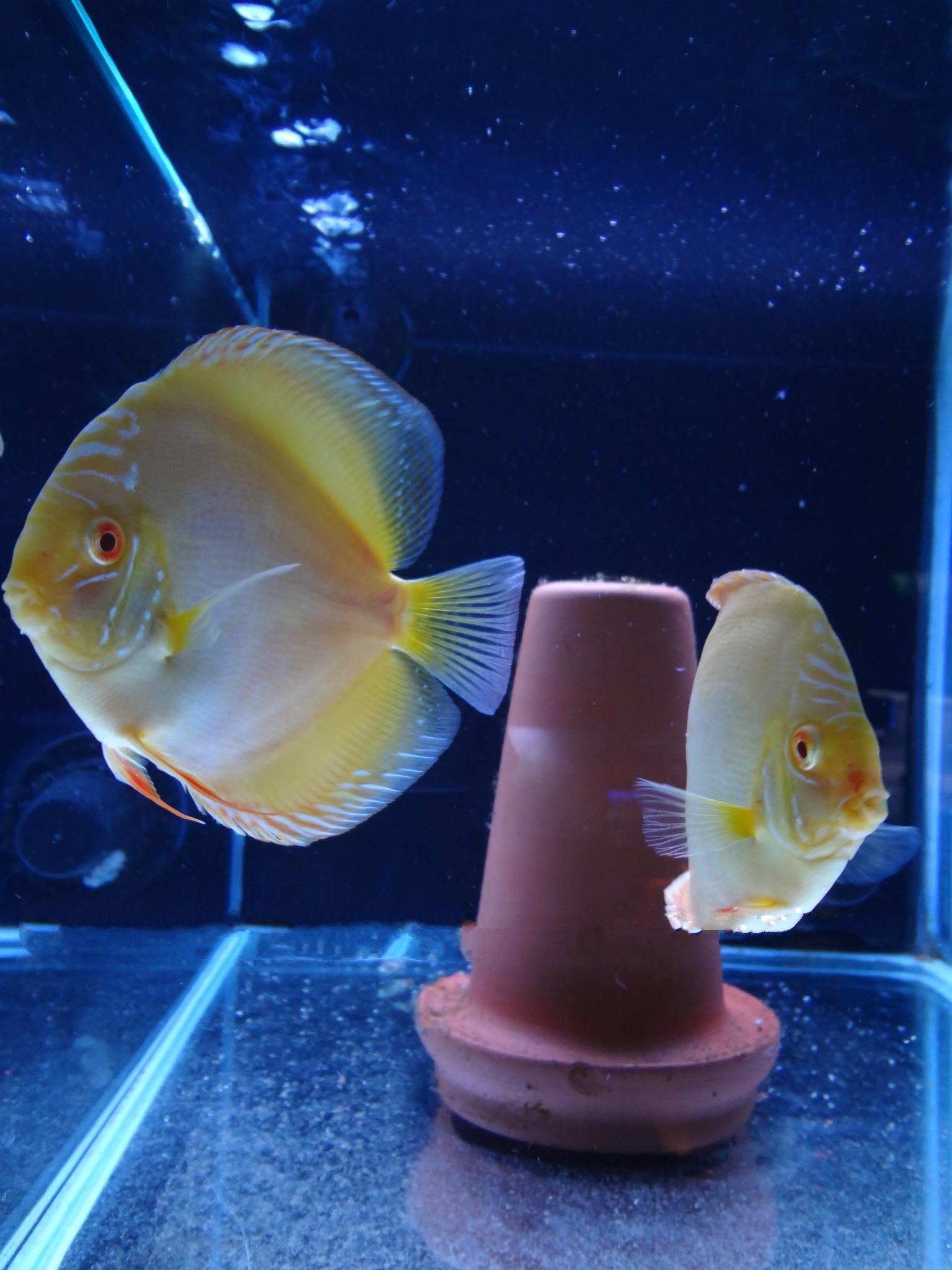 Handcrafted Ceramic Breeding Cone & Mesh Screen: Flat Tip + Lip ...