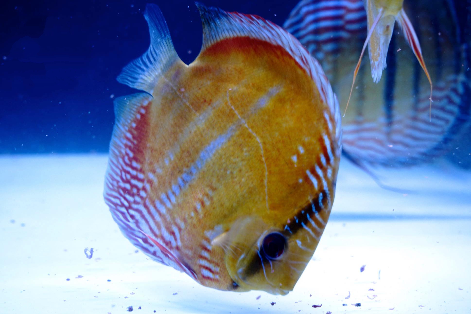 Wild-Caught Red Ica Discus, Light Base | Discus.com