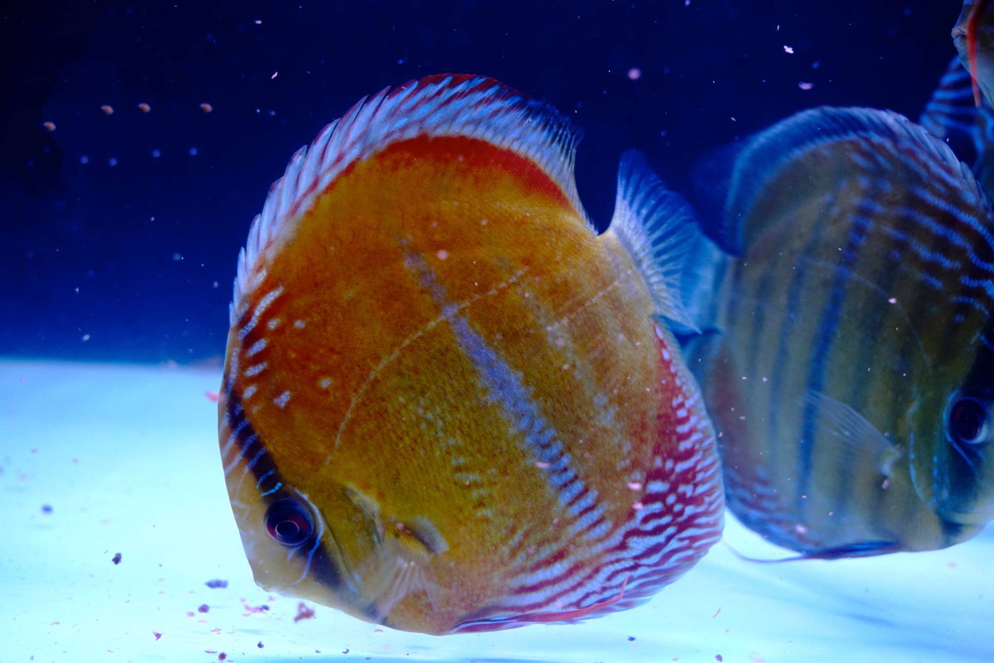 Wild-Caught Red Ica Discus, Light Base | Discus.com