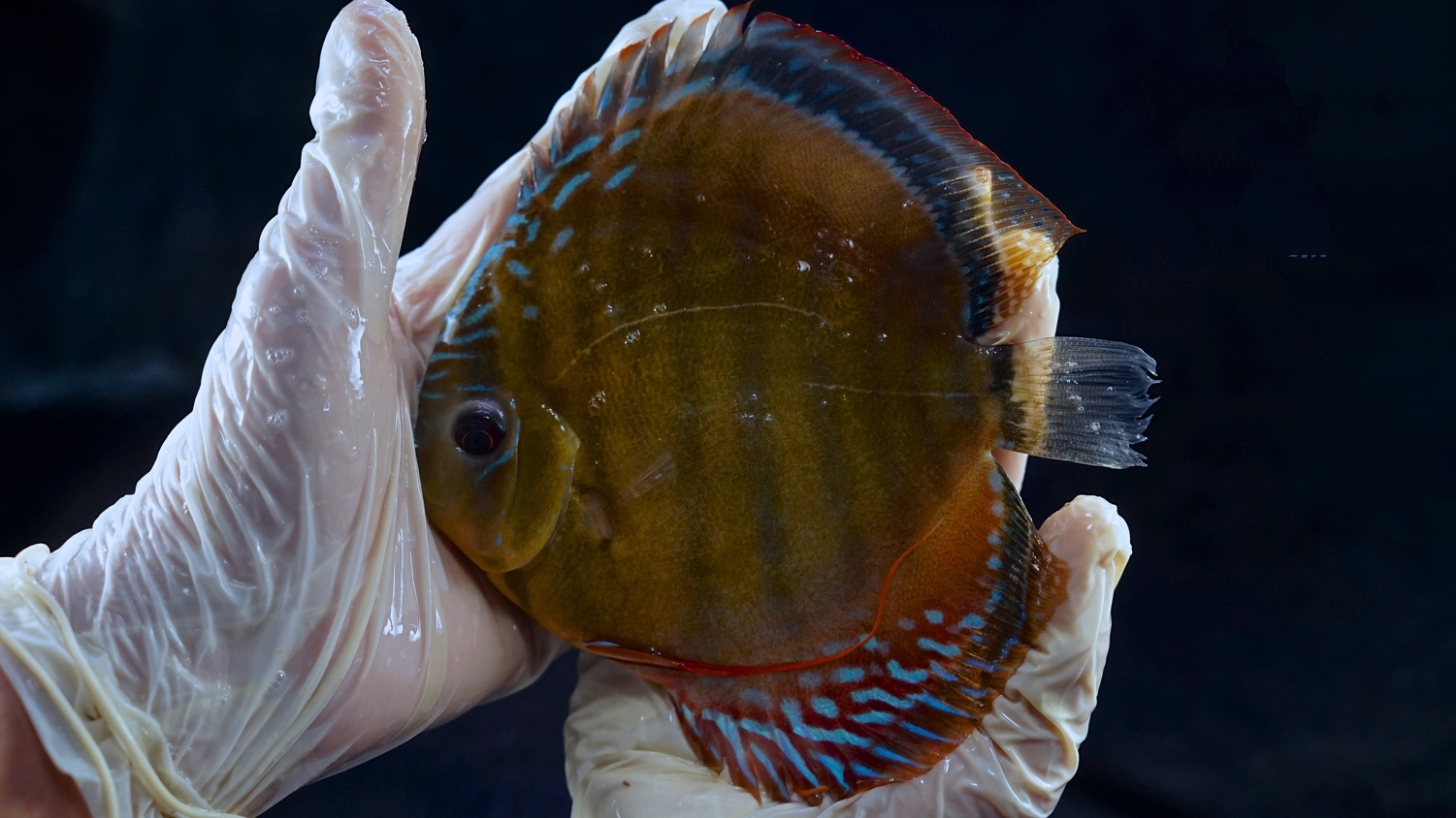 Wild-Caught Brown Yellow Xingu Discus | Discus.com