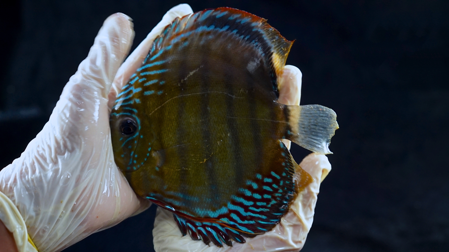 Wild-Caught Batata Brown Discus | Discus.com