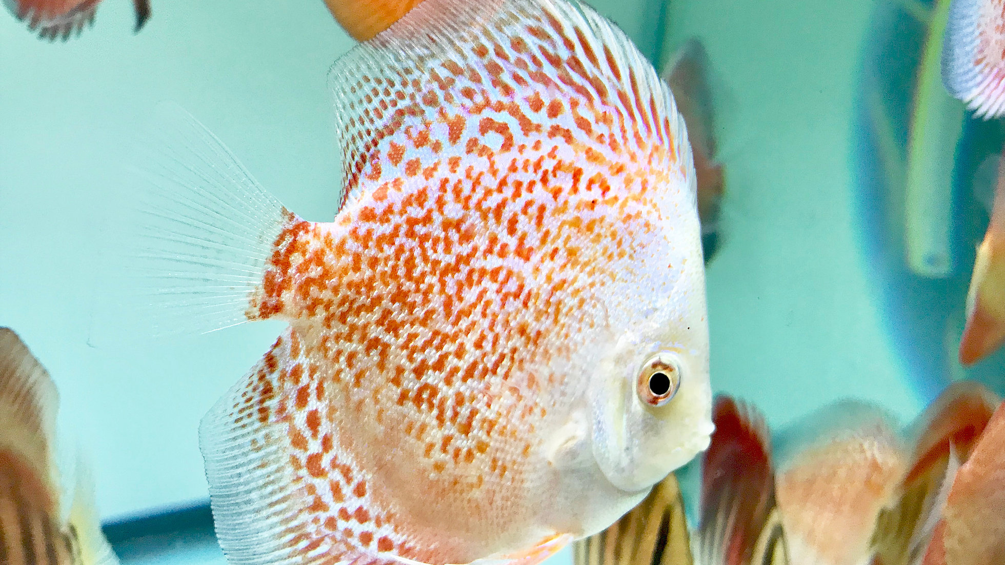 Snow Leopard Discus, Red Base | Discus.com
