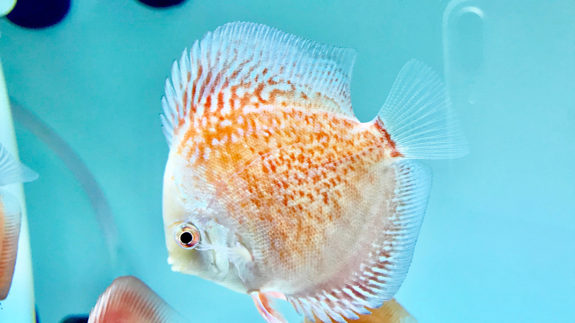 Snow Leopard Discus, Red Base | Discus.com