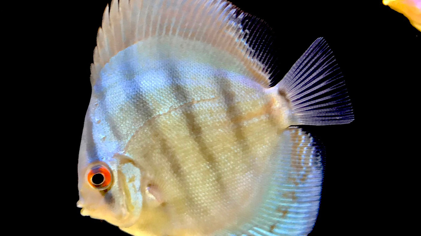 Green Cobalt Discus | Discus.com