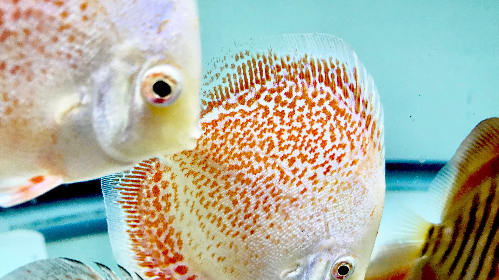 Snow Leopard Discus, Red Base | Discus.com