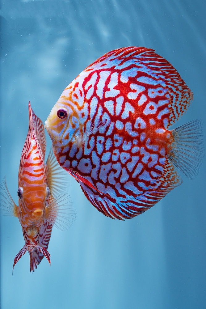 checkerboard discus