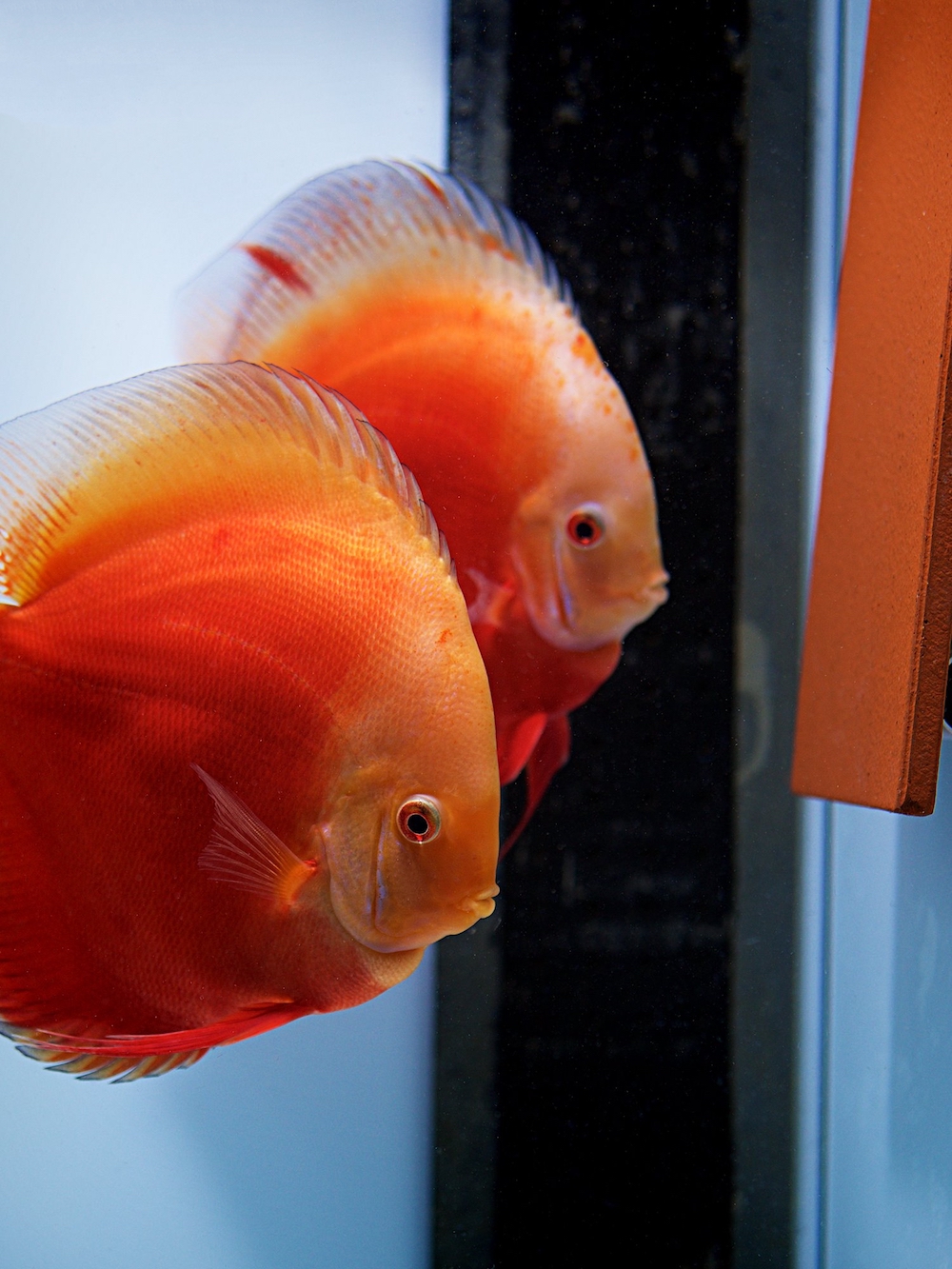 Valentine Discus, Proven Breeding Pair | Discus.com