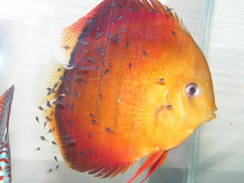 San Merah Discus, Proven Breeding Pair | Discus.com