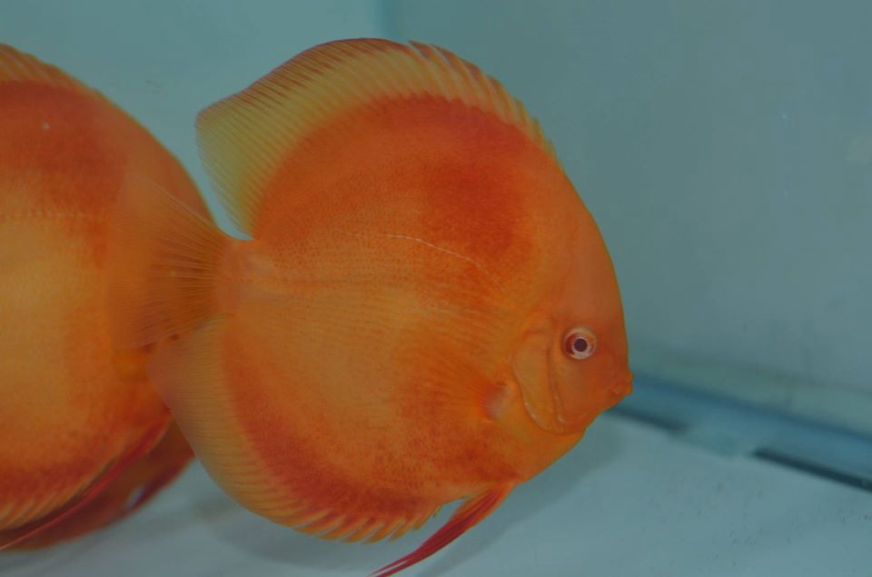 Albino Red Diamond Discus | Discus.com
