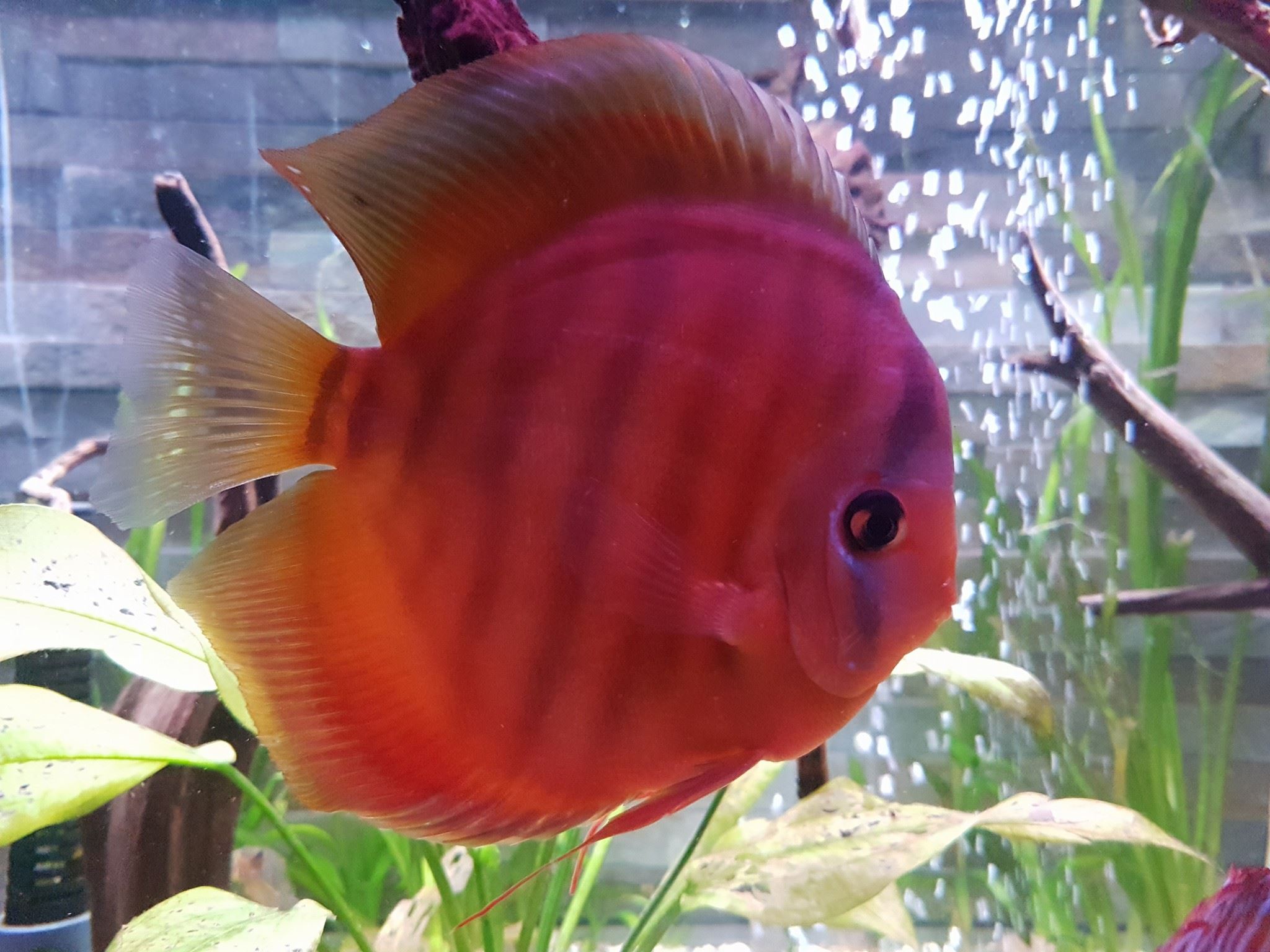 Classic San Merah Discus | Discus.com