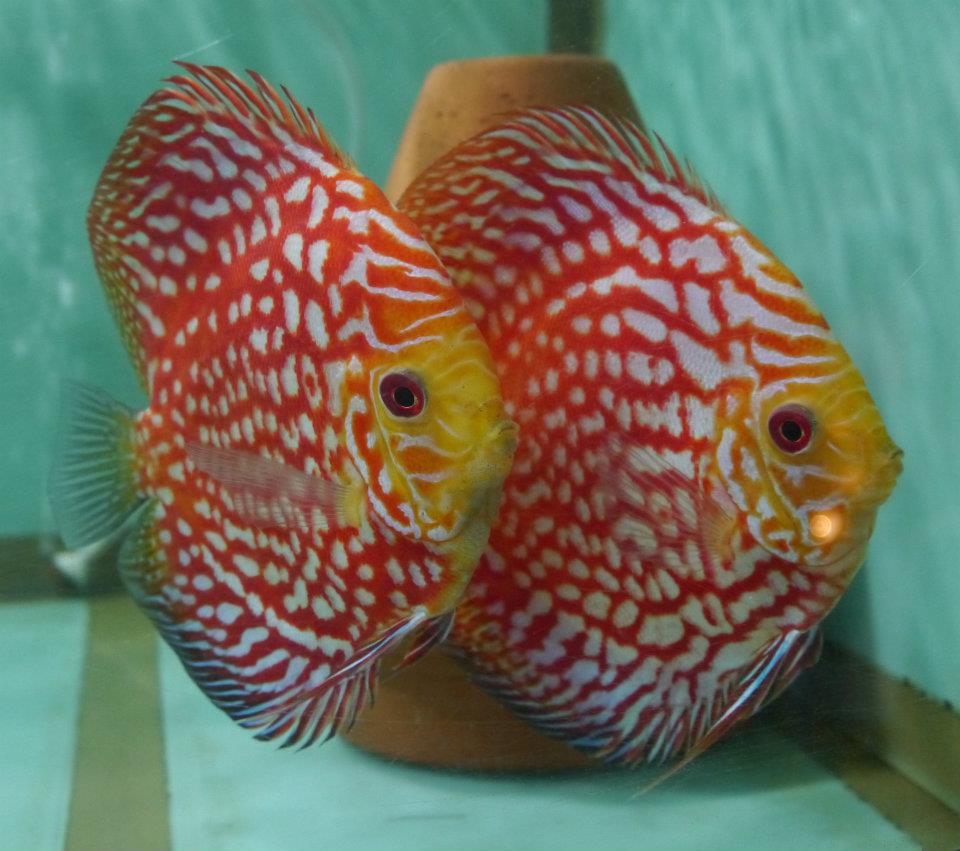 Discus Breeding Food at Zane Hodge blog