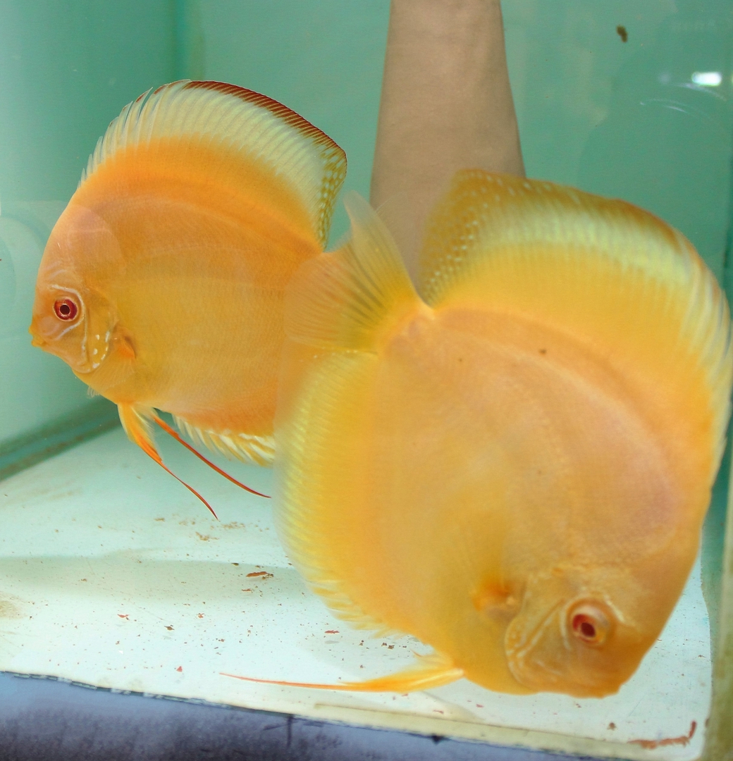 Albino Pearl Diamond, Light & Dark Base, Proven Breeding Pair | Discus.com