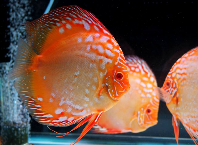 Albino Rafflesia Discus | Discus.com