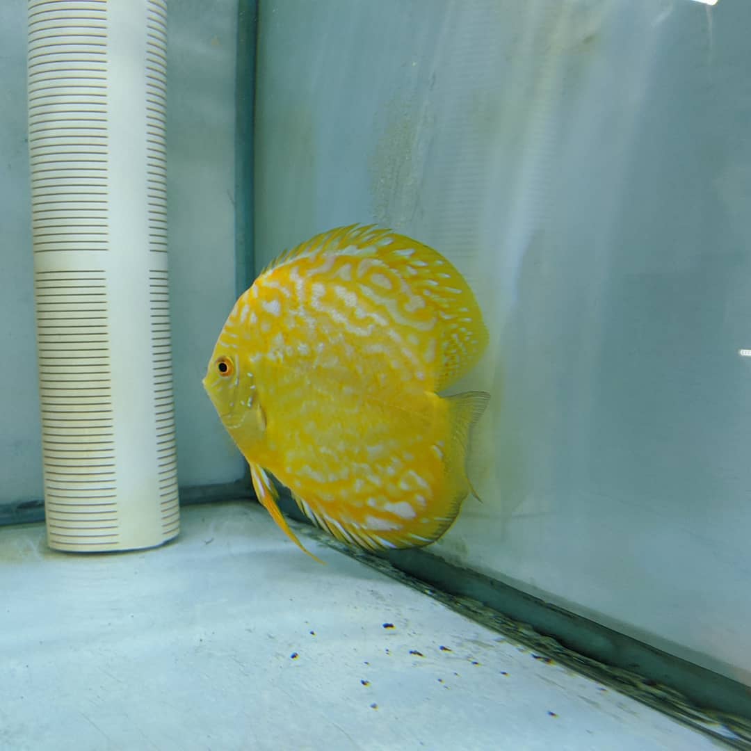 Yellow Rafflesia Discus, Proven Breeding Pair | Discus.com