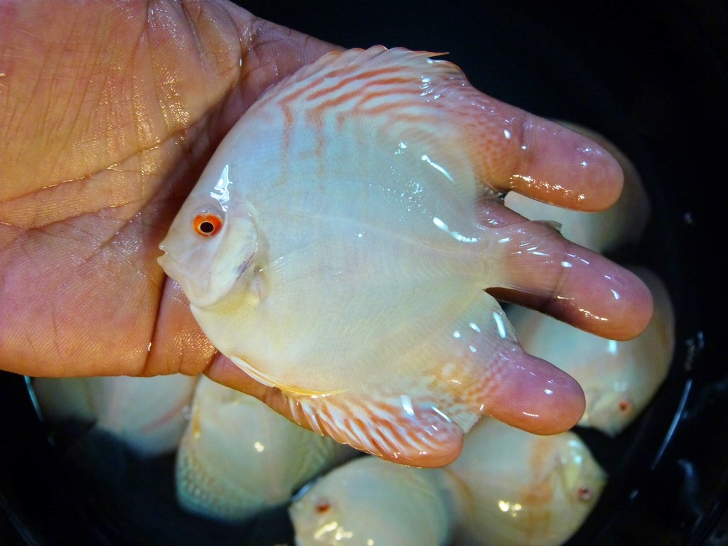 Striated Albino Platinum Throwback Discus – Discus.com
