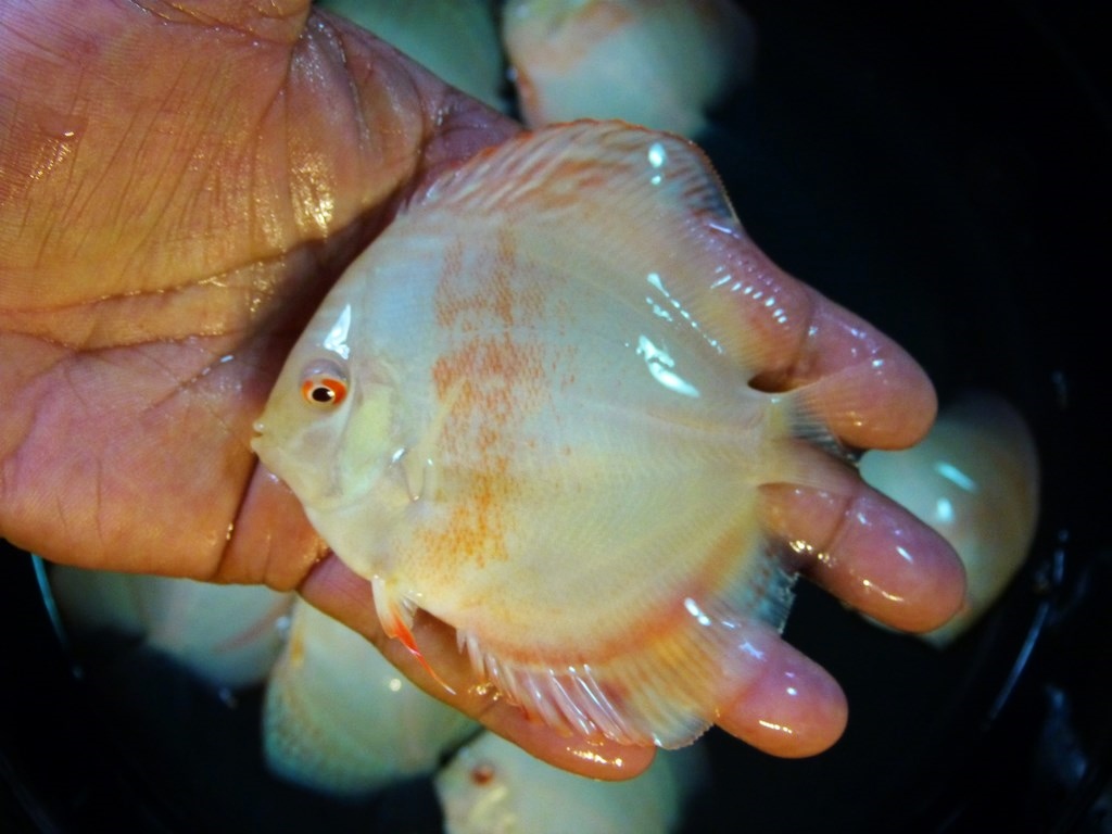 Striated Albino Platinum Throwback Discus – Discus.com