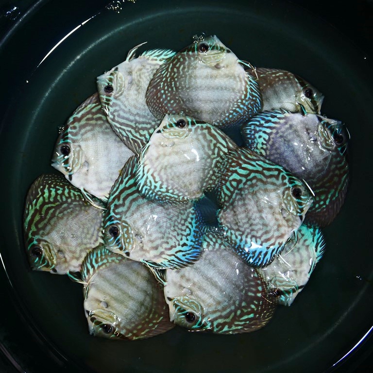 Blue Altum Flora Discus | Discus.com