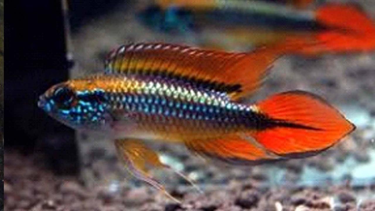 Apistogramma | Discus.com