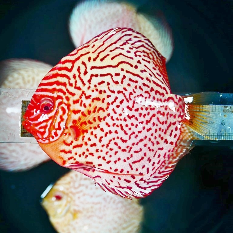 Albino Red Spotted Green Discus | Discus.com
