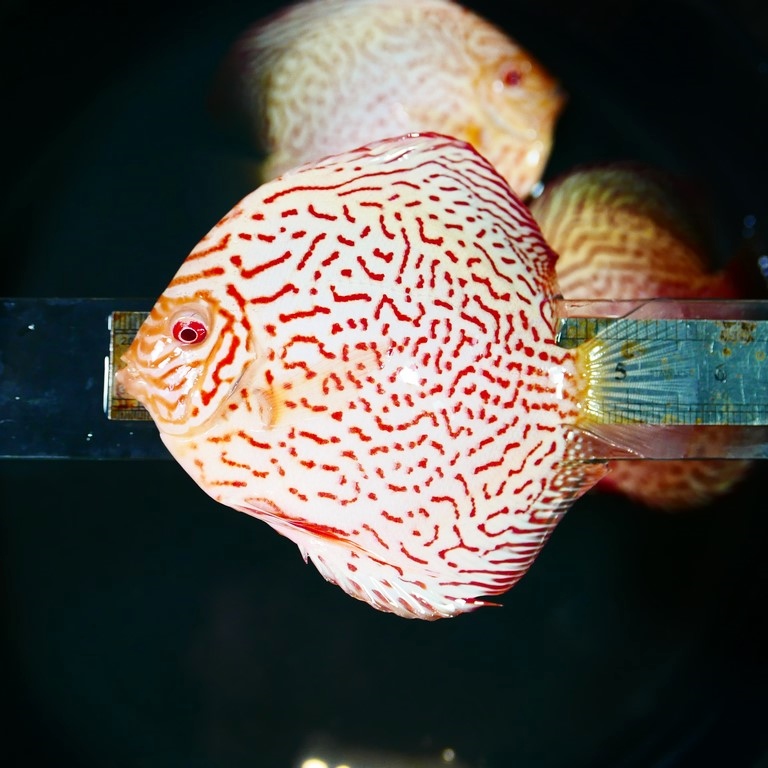 Albino Red Spotted Green Discus | Discus.com