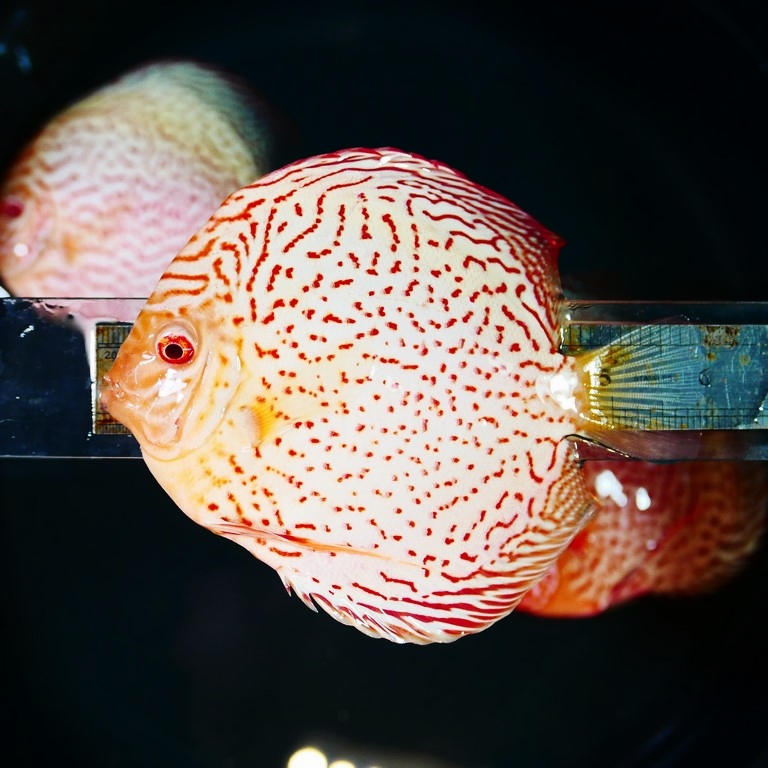 Albino Red Spotted Green Discus | Discus.com