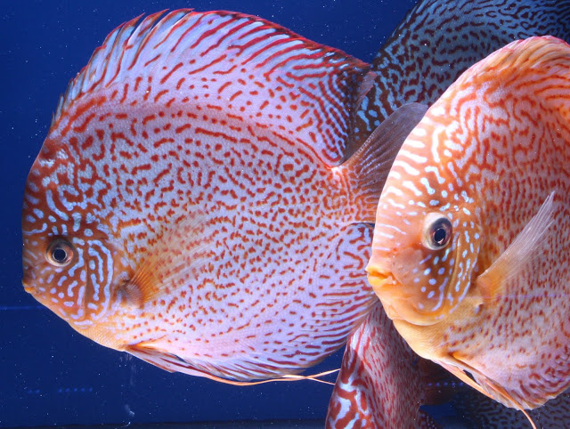 Red Eruption Leopard Discus, Red Base | Discus.com