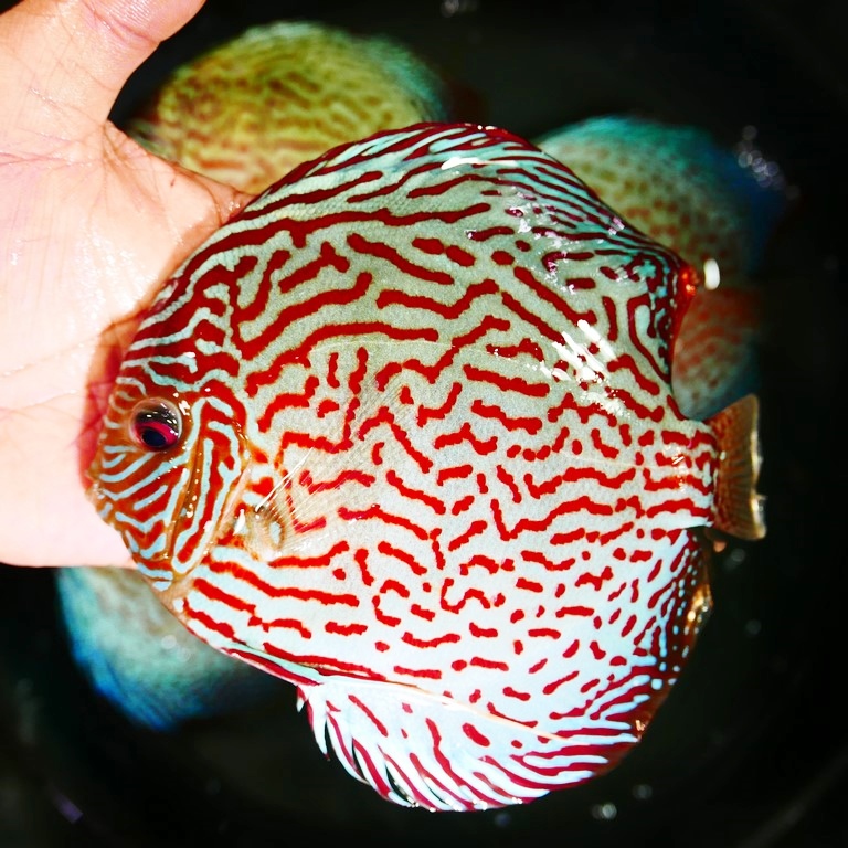 F1 Tefe Red-Spotted Green Discus | Discus.com