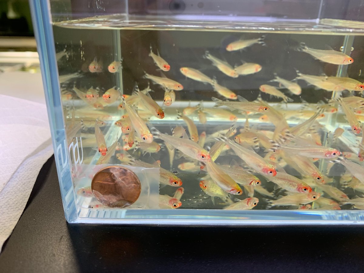 Rumminose Tetra Rummy Nose Rasbora (Sawbwa Resplendens), Tank Raised!