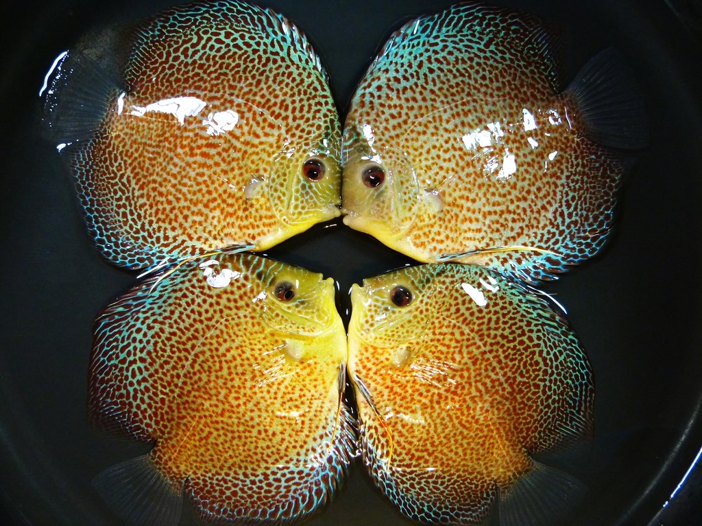 Penang Eruption Discus, Blue Base | Discus.com
