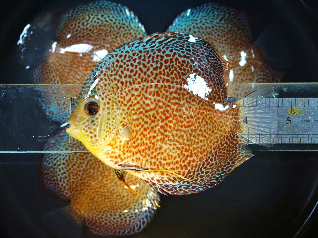 Penang Eruption Discus, Blue Base | Discus.com