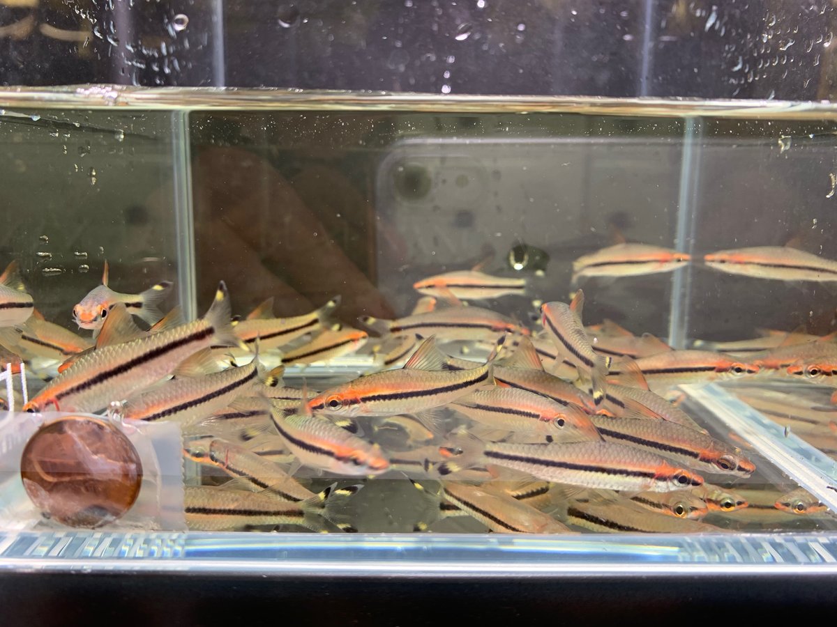 Roseline Shark / Red-Line Torpedo Barb - 2 pack | Discus.com