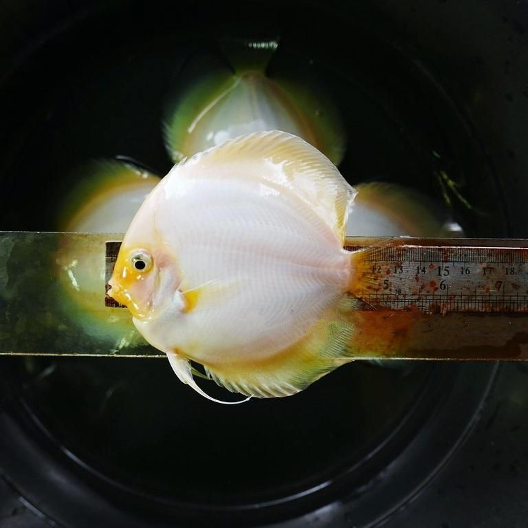 Yellow-Faced Snow White Discus | Discus.com