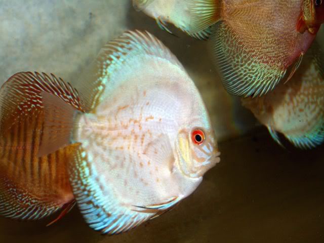 High Bodied White Butterfly Discus | Discus.com