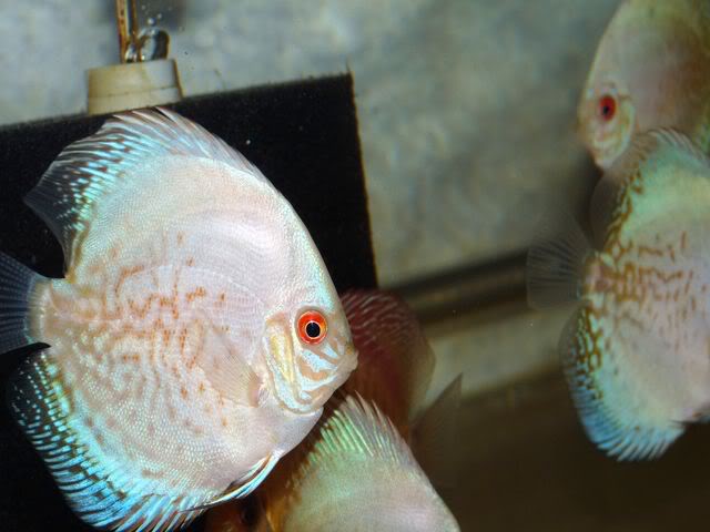 High Bodied White Butterfly Discus | Discus.com