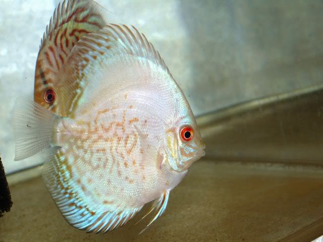 High Bodied White Butterfly Discus | Discus.com