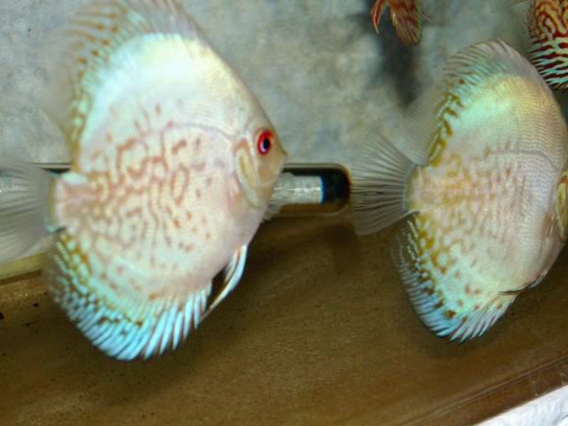 High Bodied White Butterfly Discus | Discus.com